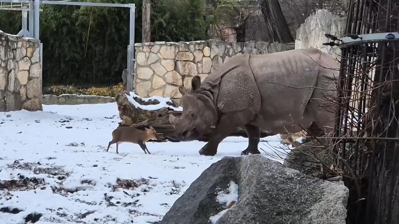Tiny male muntjac in Polish zoo puts aside all fears and valiantly ...