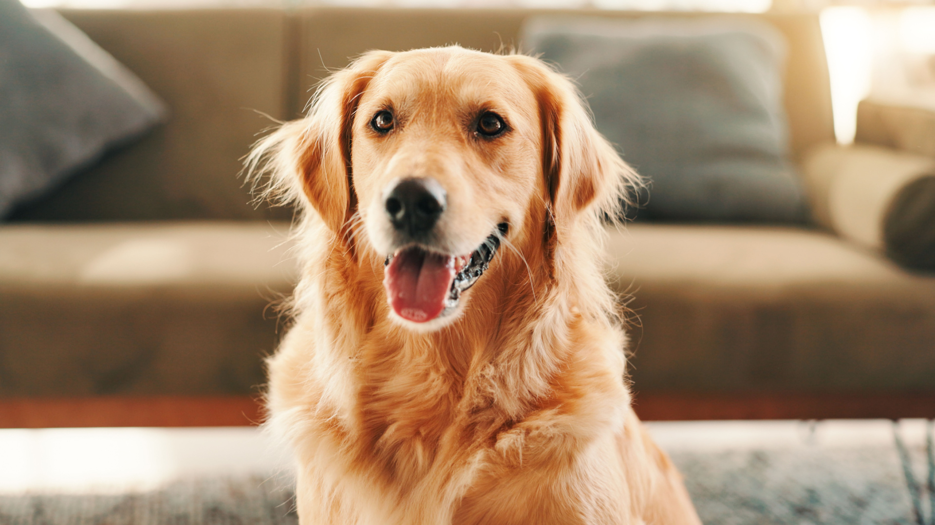 How apartment living changes your dog’s behavior