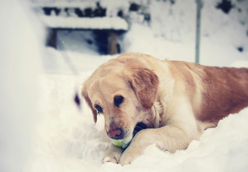 How apartment living changes your dog’s behavior