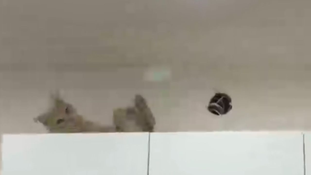 Cat starts acting strange for no reason while calm conversation ...