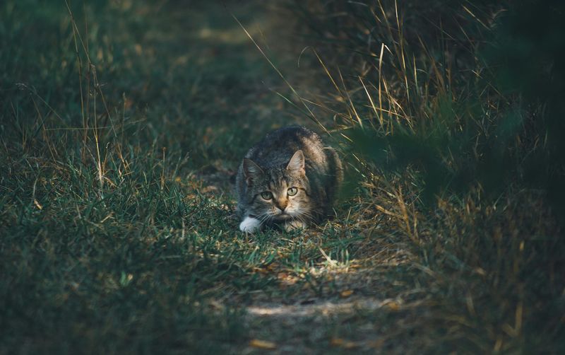 If your cat is feeling playful, these 8 behaviours often follow