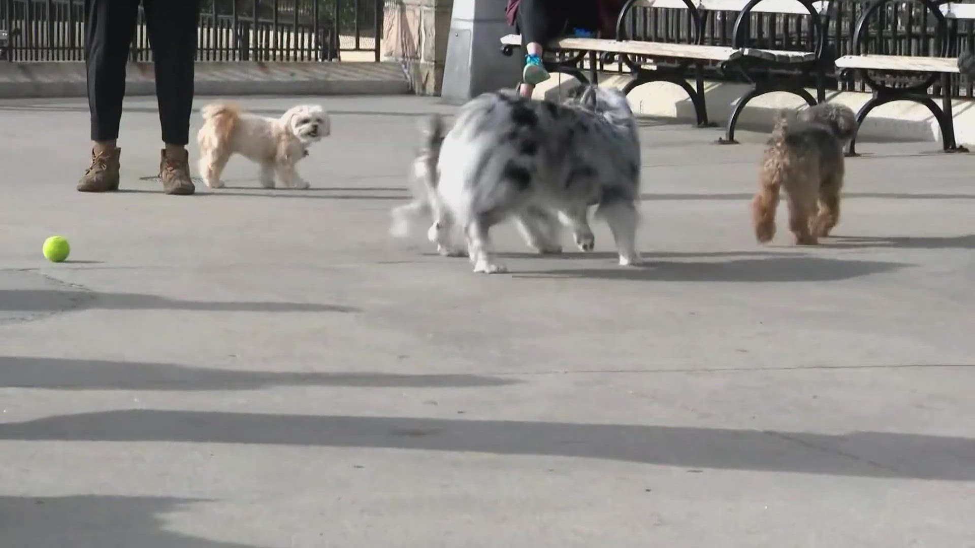 DNA testing targets law-breaking dog owners