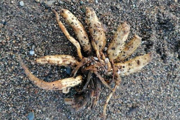 Coastguard issue fresh safety warning as storms dump more killer plants ...