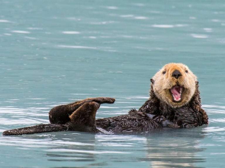 25 cute animals that are endangered and on the brink of extinction (#22 ...