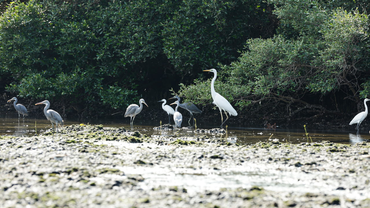 Coste del Golfo Persico: le mangrovie lottano contro sviluppo e ...