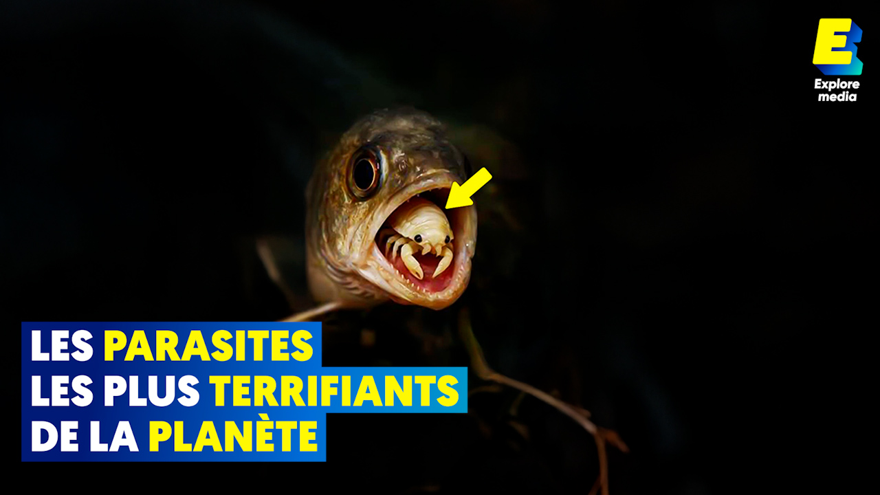 Les parasites les plus terrifiants de la planète