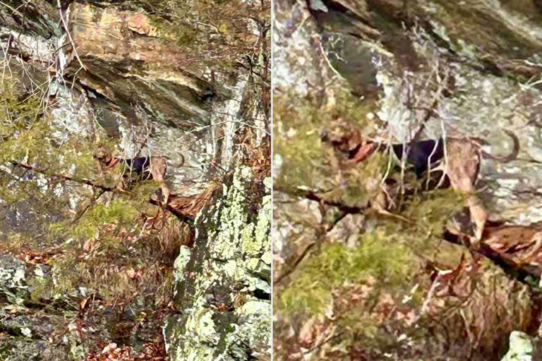 Firefighters take time to rescue missing pet on narrow cliff because ...