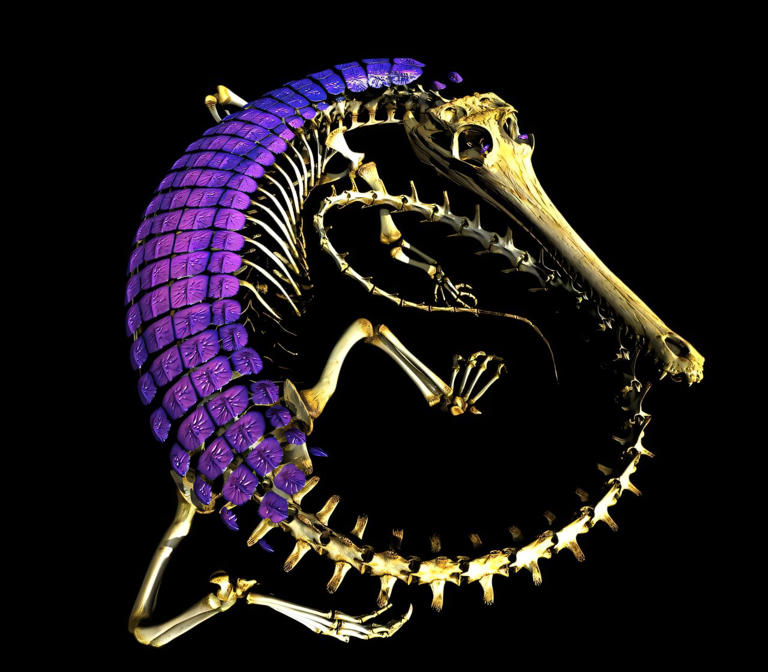 A centuries-old debate on how reptiles keep evolving skin bones is ...