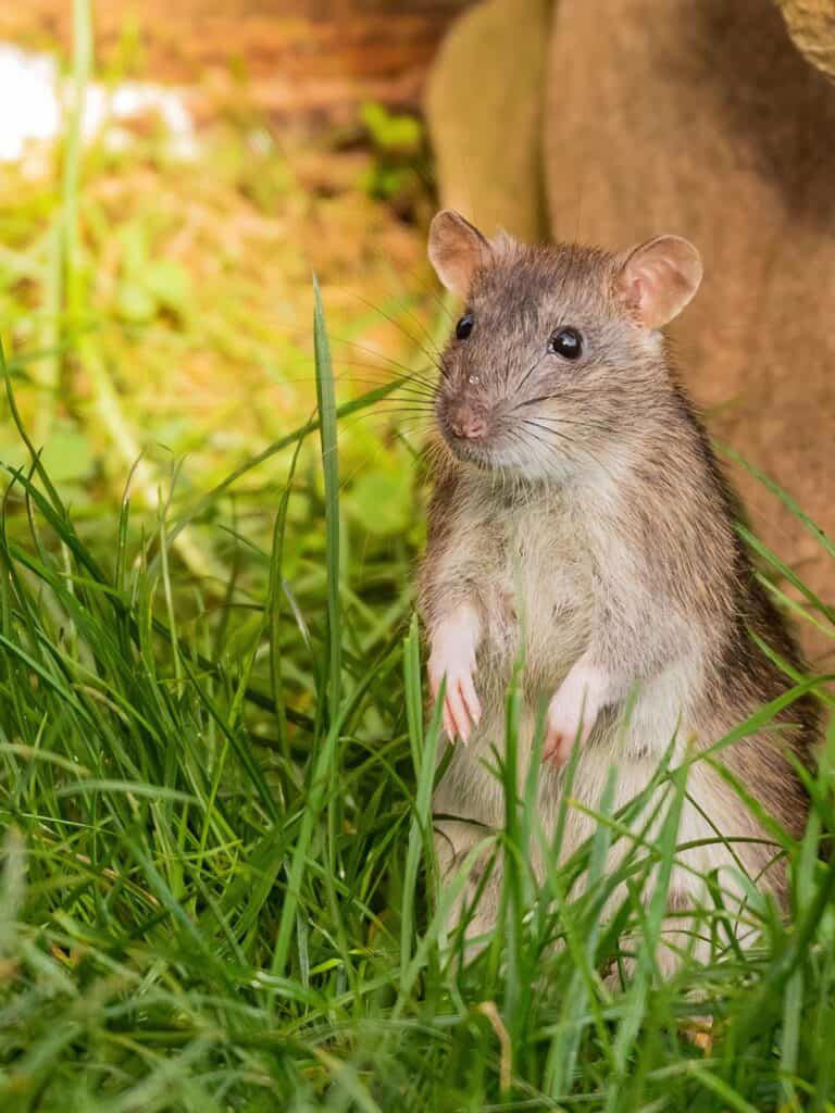 These are all 12 animal signs in the Chinese zodiac — and exactly what ...