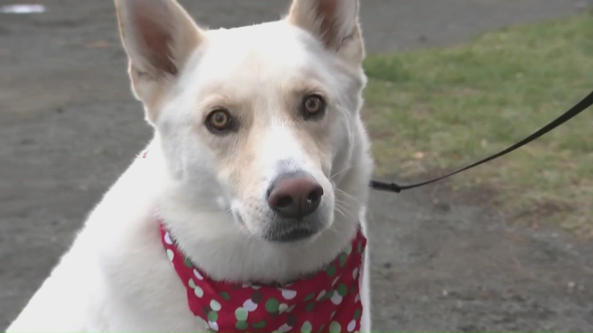 DNA testing catches owners not cleaning up after their dogs