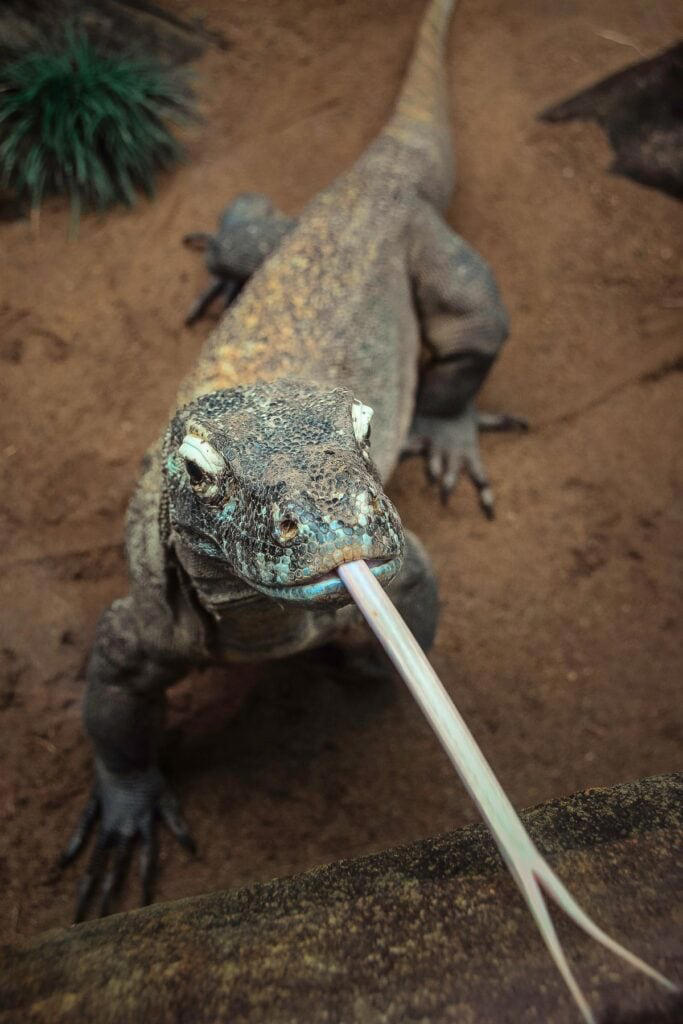 Every Country Has a National Animals — But These are the 20 Weirdest ...