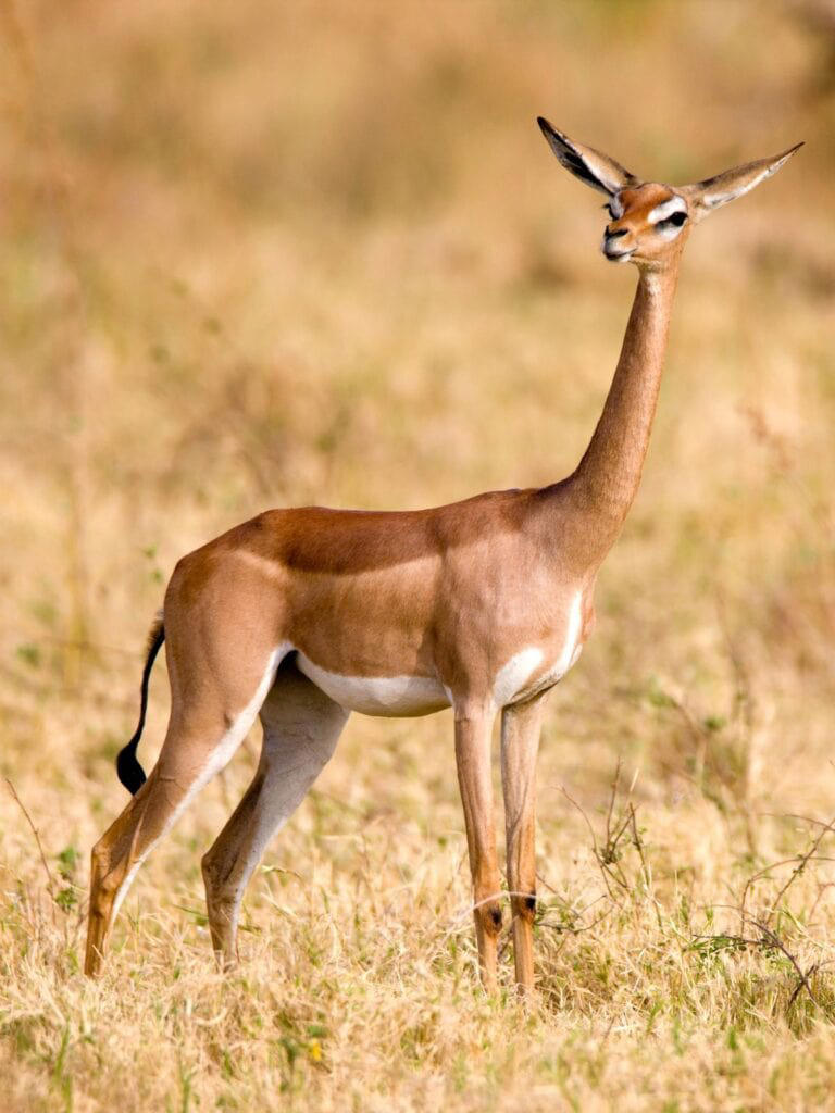 🦤 These are the 50 weirdest animals in the world — and your jaw will be ...