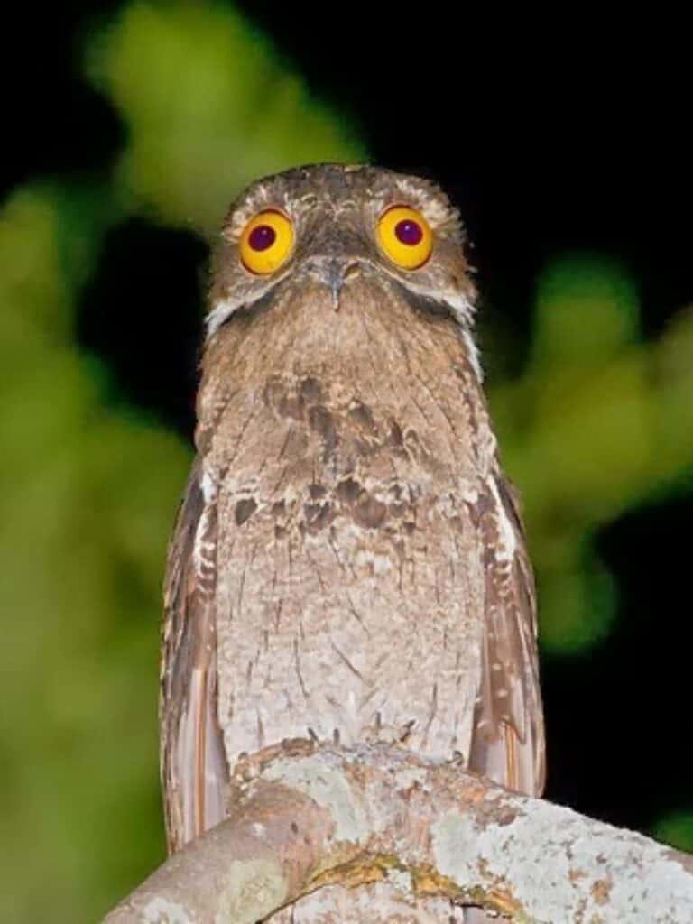 These are the 25 weirdest birds in the world (#17 is the world's most ...