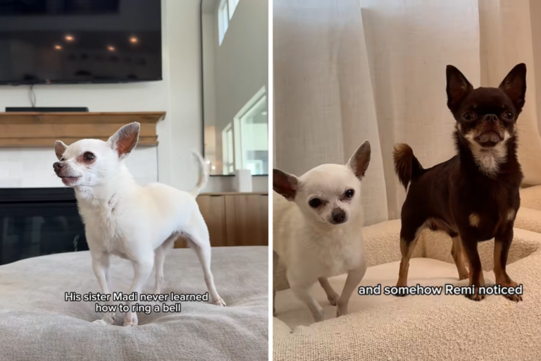 Woman frustrated by dog constantly ringing bell—tears as she realizes why