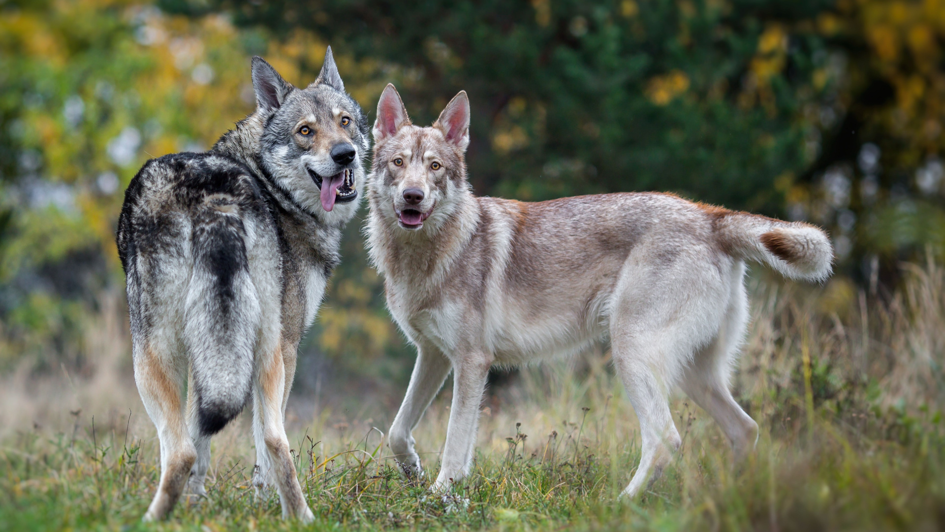 How wolves and domestic dogs share similar social signals