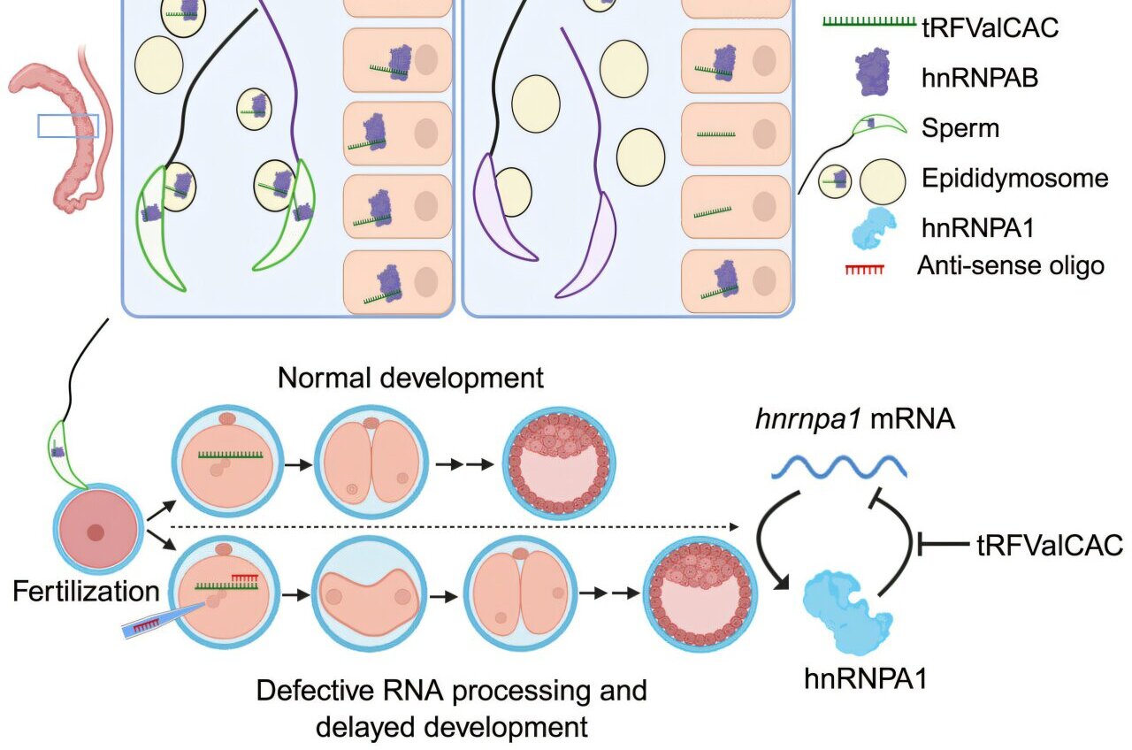 Tiny RNA molecules in sperm can have big impact on health of babies