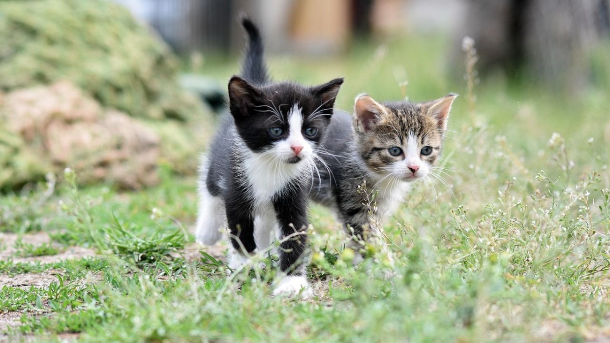 10 things cats do when they ride in a car for the first time