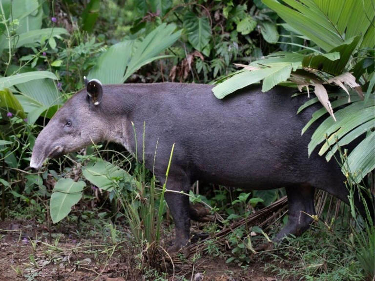 These are the 20 weirdest national animals from countries around the ...