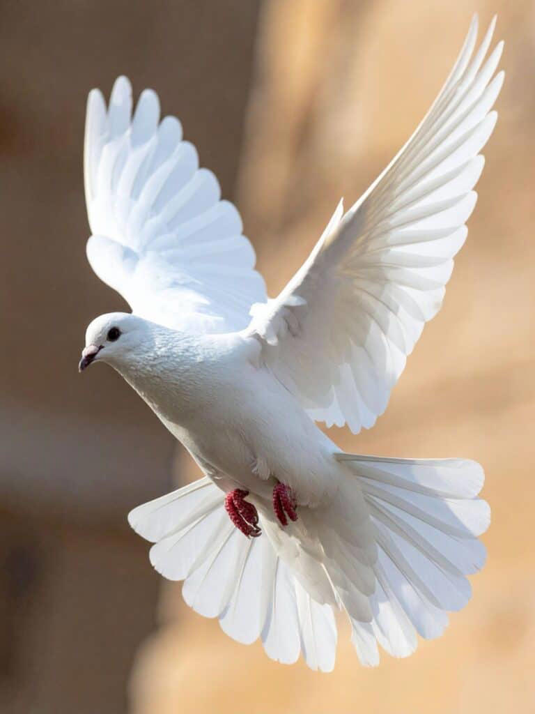 The 4 animal personality types test everyone's talking about (and why ...