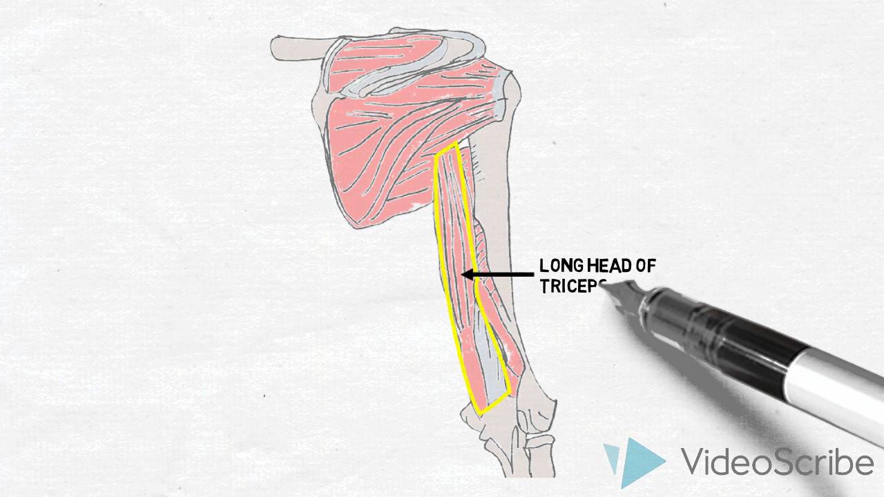 Rotator cuff musles demo