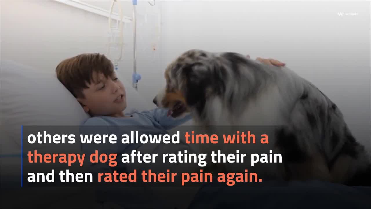 A dog's love is good for your health, new study suggests