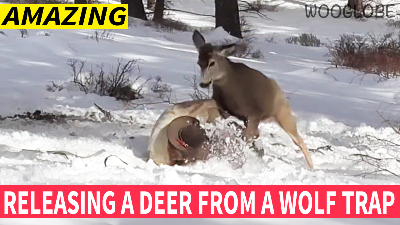 Man rescues deer caught in wolf trap | Very touching || WooGlobe
