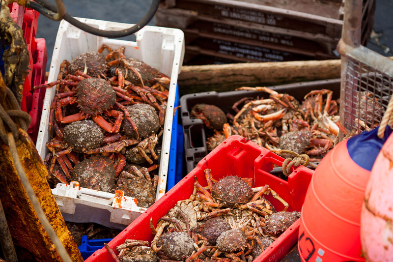 15,000 crabs that escaped from truck in Donegal fail in 'bid for freedom'