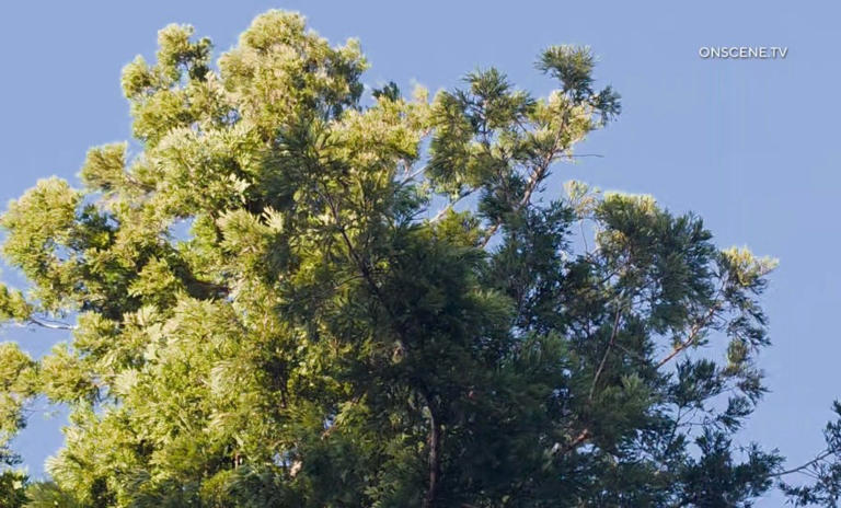 High winds and warmer temperatures hit Southland this week