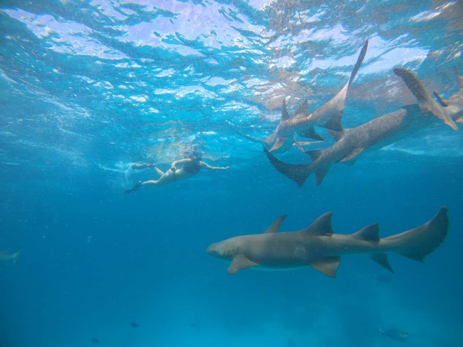 Shark attacks are already being reported in 2026