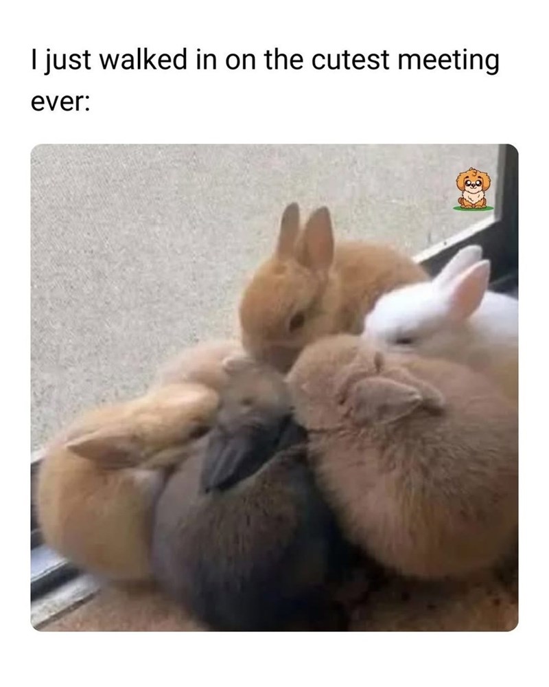 20 hare-larious bunny memes to keep you from going completely carrots