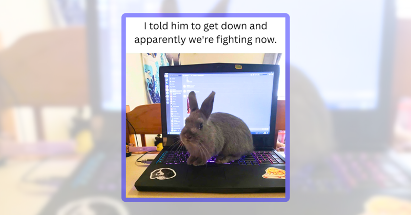 20 hare-larious bunny memes to keep you from going completely carrots