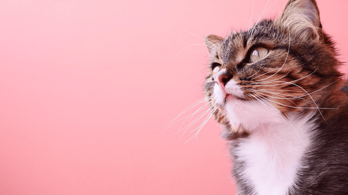 Subtle signs that indicate your cat trusts its human (even though it ...