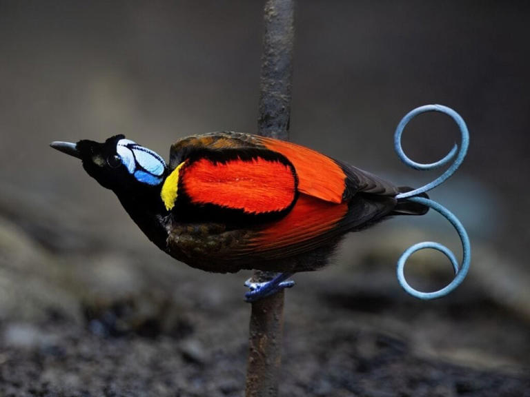 These are the 25 weirdest birds in the world (#17 is the world's most ...