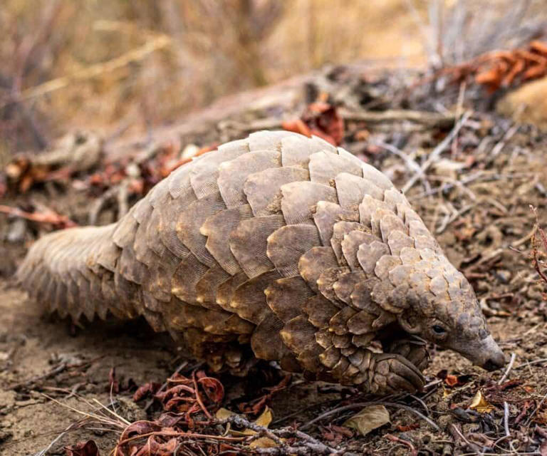 25 cute animals that are endangered and on the brink of extinction (#22 ...