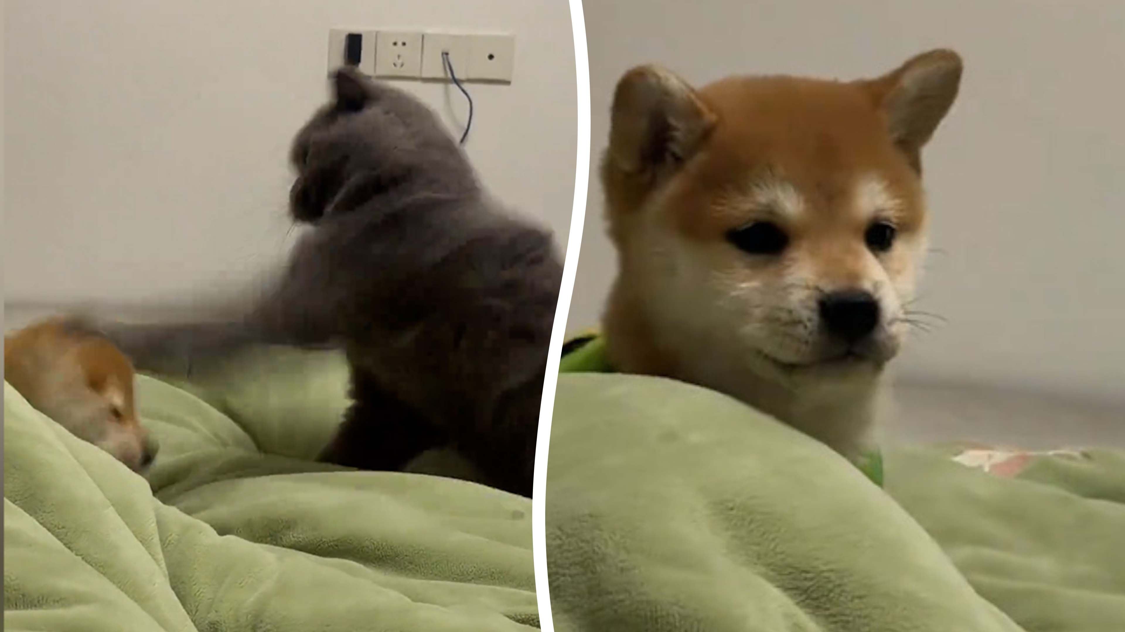 Testy cat puts cheeky Shiba Inu pup firmly in its place with a series ...