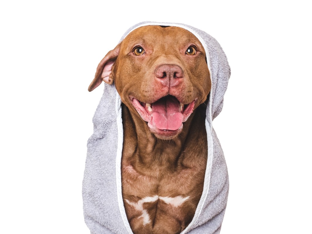 Sweetest foster pit bull puppy gets epic spa treatment before going to ...