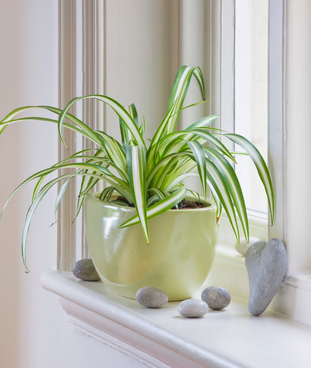 10 nostalgic houseplants grandma grew that we still love