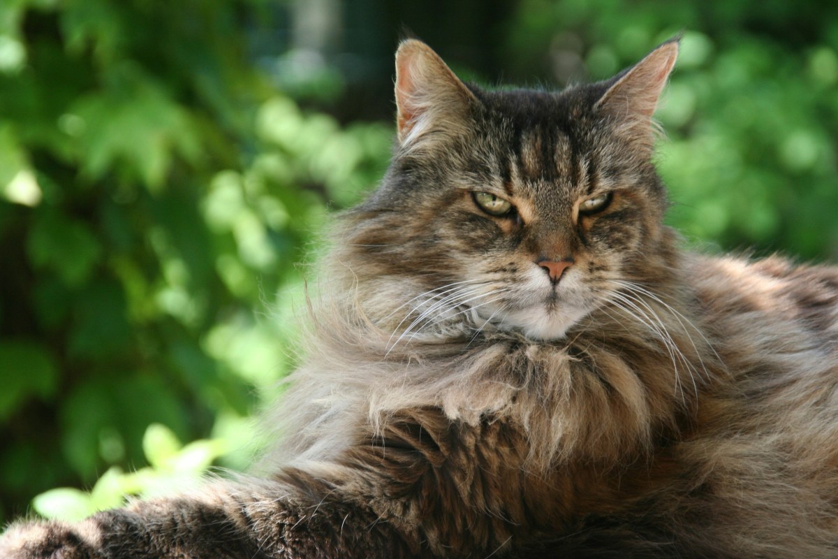 Maine coon cat's squeaky meow doesn't fit his fierce face