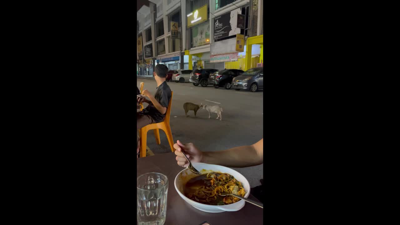 Tense face-off between two cats on the road in Kajang Putra, Malaysia