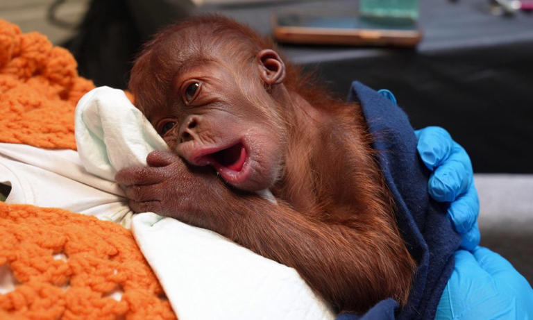 Beautiful baby orangutan born via rare c-section