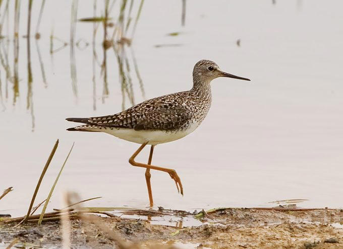 Greater yellowlegs vs lesser yellowlegs: ID challenge