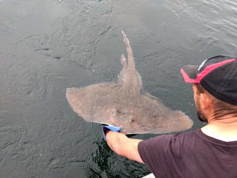 Europe's largest skate recovers in Scottish waters