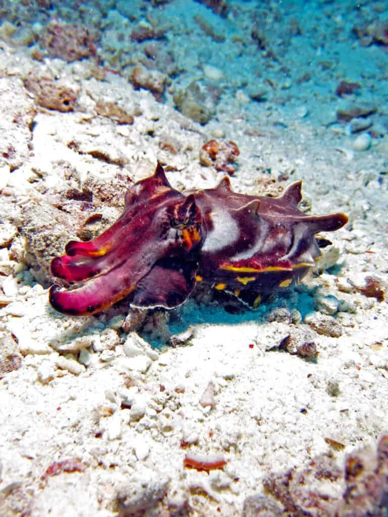 🐡 These are the 20 weirdest sea creatures in our oceans (and you've ...