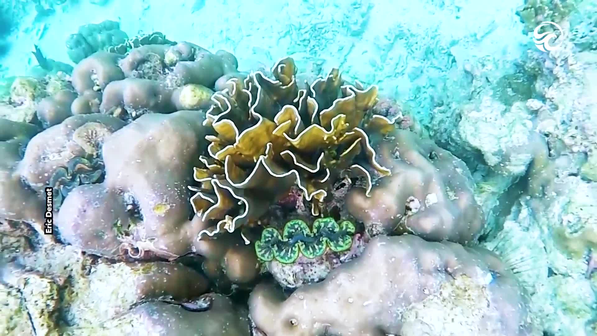 Clams have a striking resemblance to lips