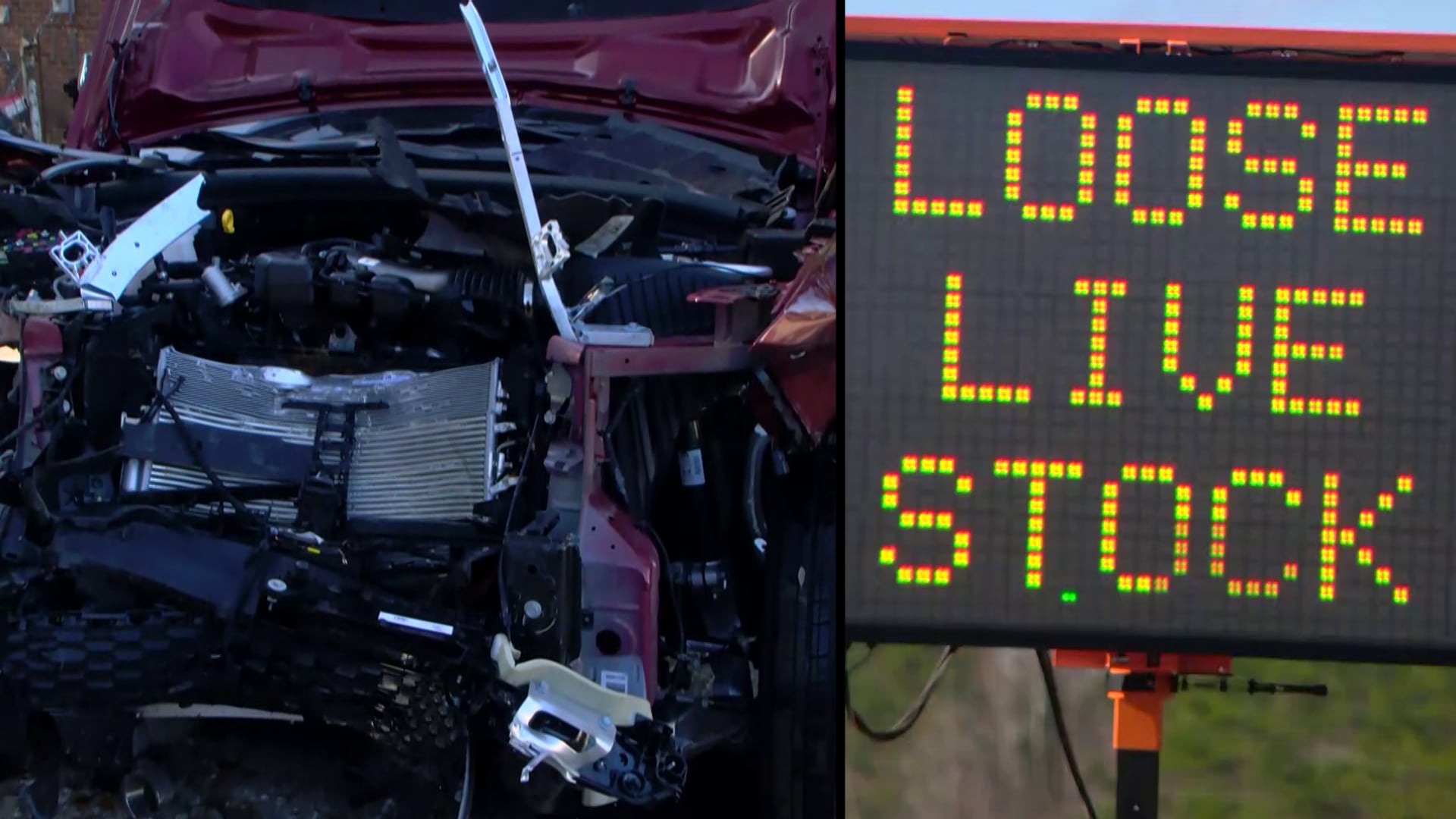 7 cows hit by SUV along busy highway in South Carolina