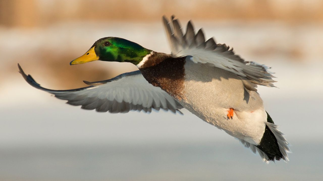 Before I started duck hunting, I wish someone had told me these five ...