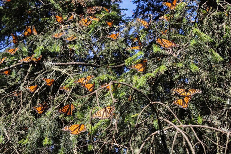 Michoacán: visita un santuario de mariposa monarca en este tour