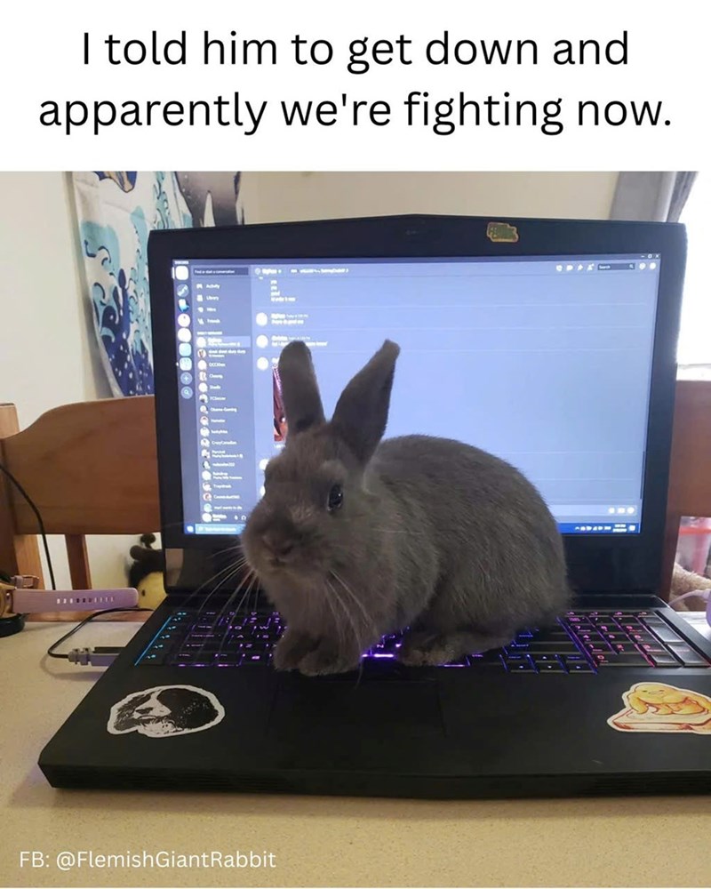 20 hare-larious bunny memes to keep you from going completely carrots