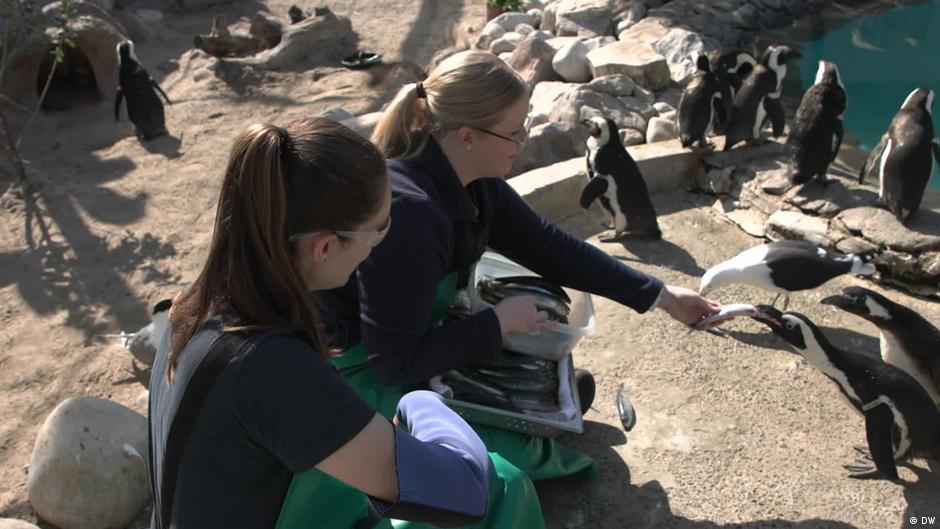 Redes sociais destacam conservação de aves marinhas na África do Sul