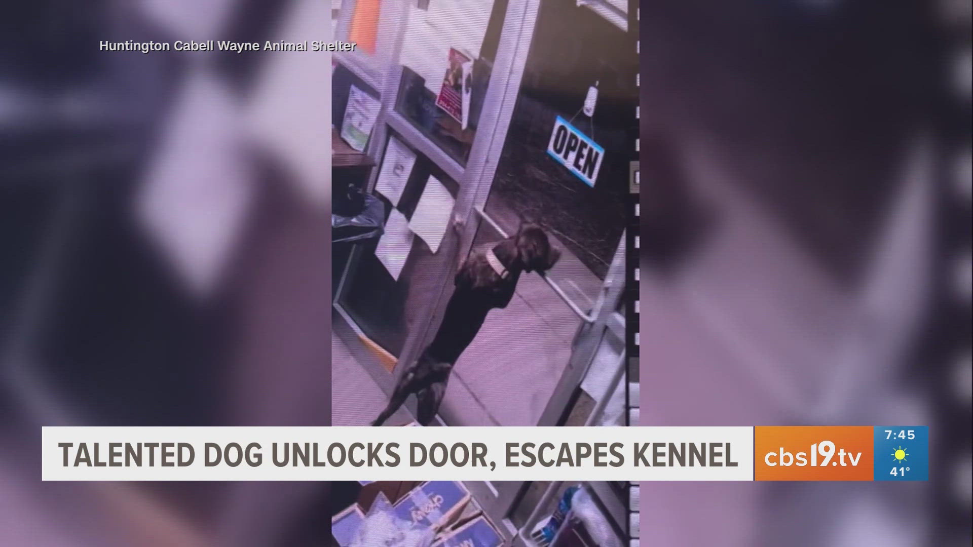 Talented dog unlocks doors, escapes kennel